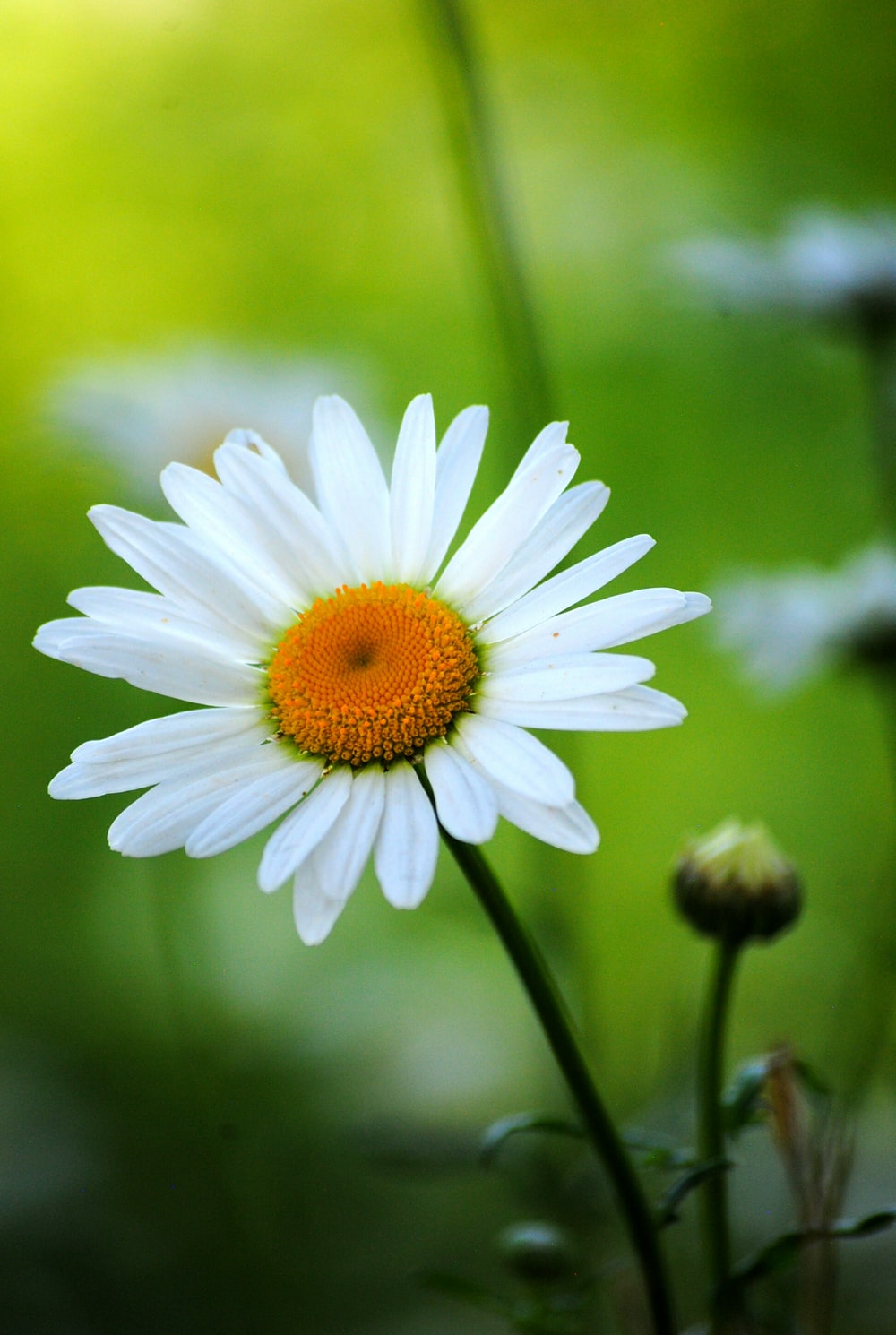 Toxic and Irritant Plants - Canadian Dog Walkers Association