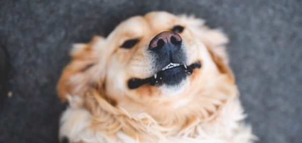 The Canine Species Top 13 Things To Know - Canadian Dog Walkers Association